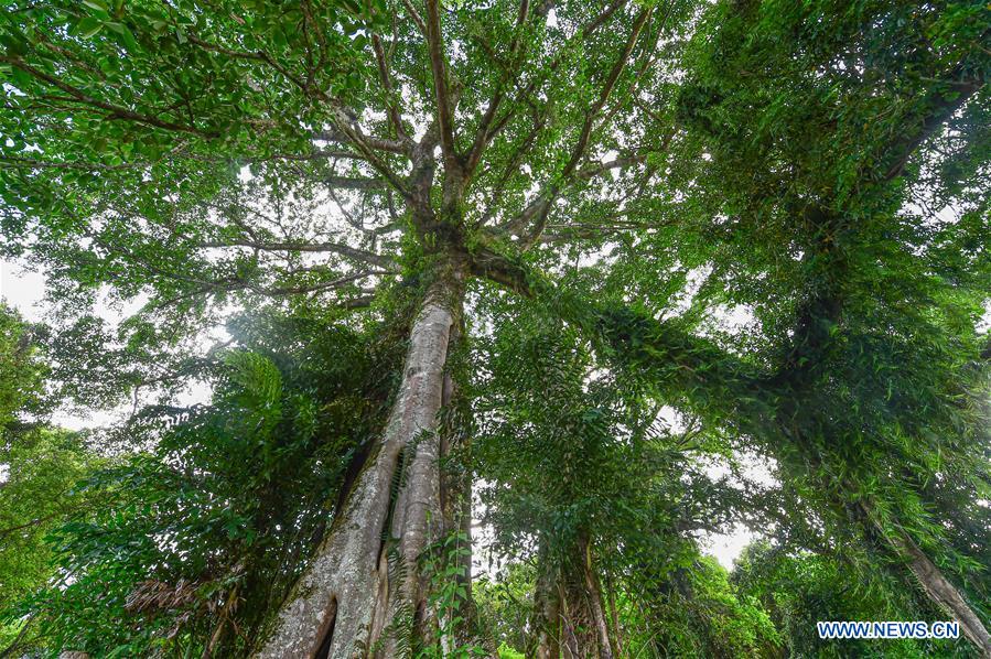 Scenery of tropical rainforest in south China's Hainan-China Story