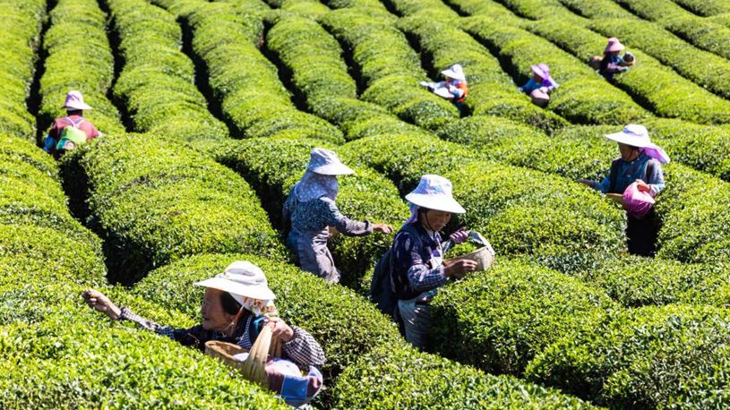 Farmers busy with farm work around Qingming across China-China Story